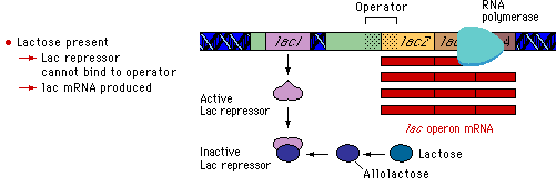 #134 Gene control in prokaryotes (lac operon) | Biology Notes for A level