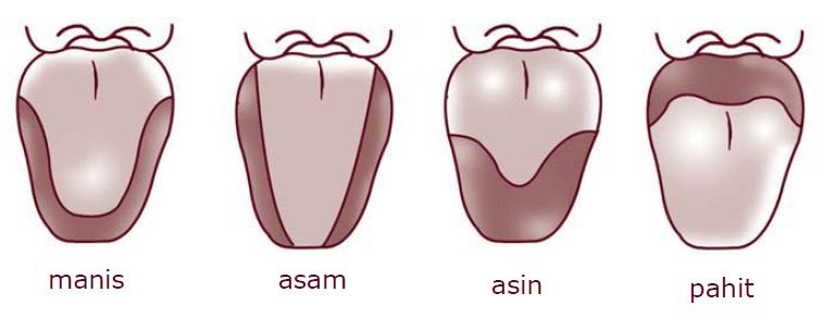 Bagian-bagian Lidan dan Fungsinya sebagai Indra Pengecap - INFO PELAJARAN