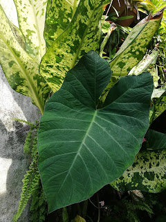 Garden Chronicles : Different Types of Taro - Names & Images