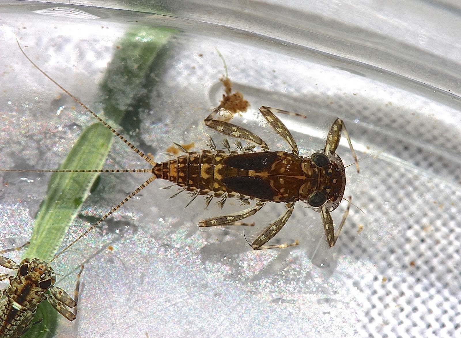 Aquatic Insects of Central Virginia: A new look at Leucrocuta