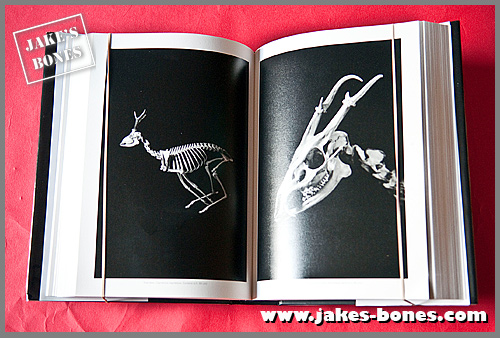 Some great books on bone collecting : Jake's Bones