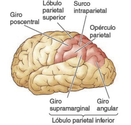 Tarea 2 - Corteza Cerebral y Complejidad Humana: Gráfico de cada uno de ...