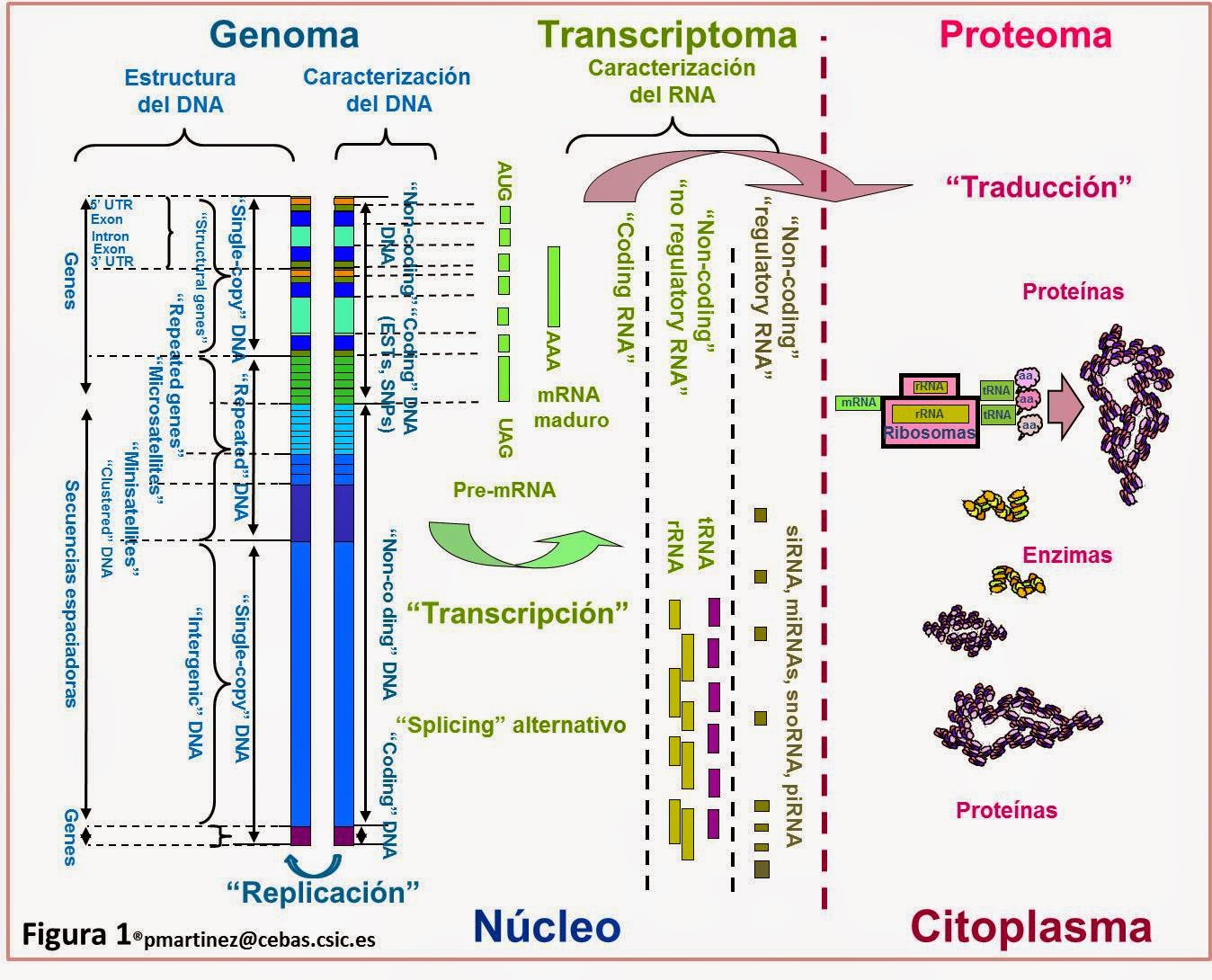 Genoma, trascriptoma, proteoma: replicación, transcripción y traducción ...