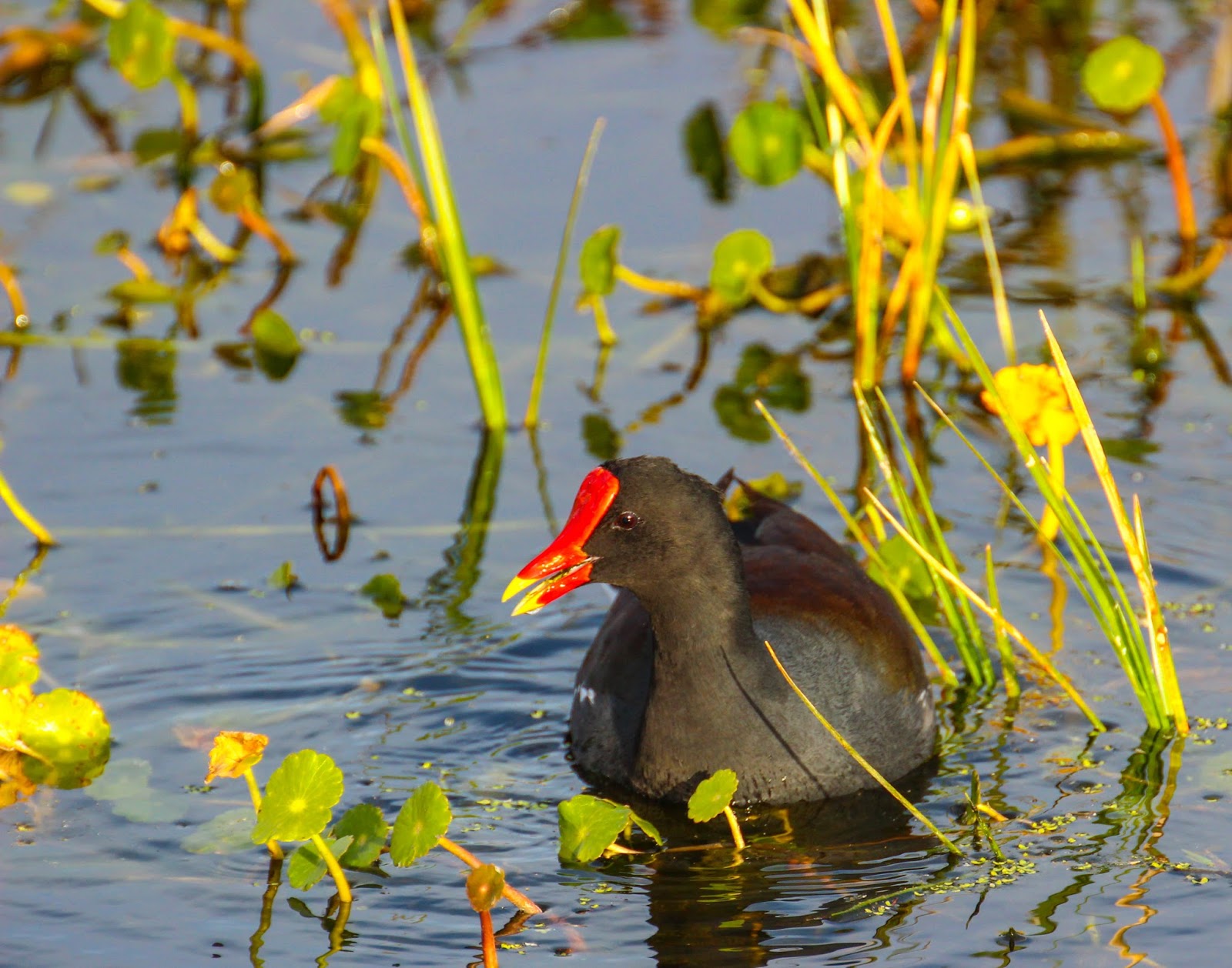 Cannundrums: Common Gallinule