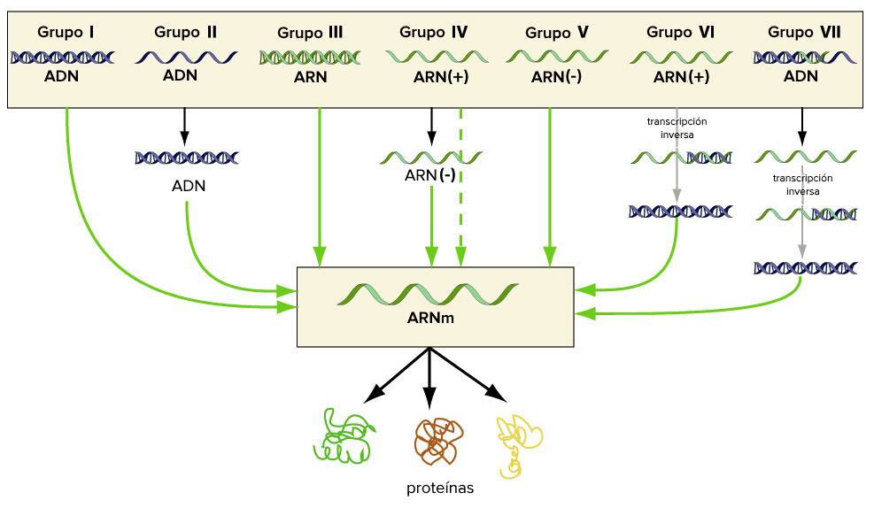 Bacterias Actuaciencia: ¿Qué es la hipótesis del mundo ARN?