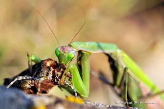 Calugarita - Mantis religiosa