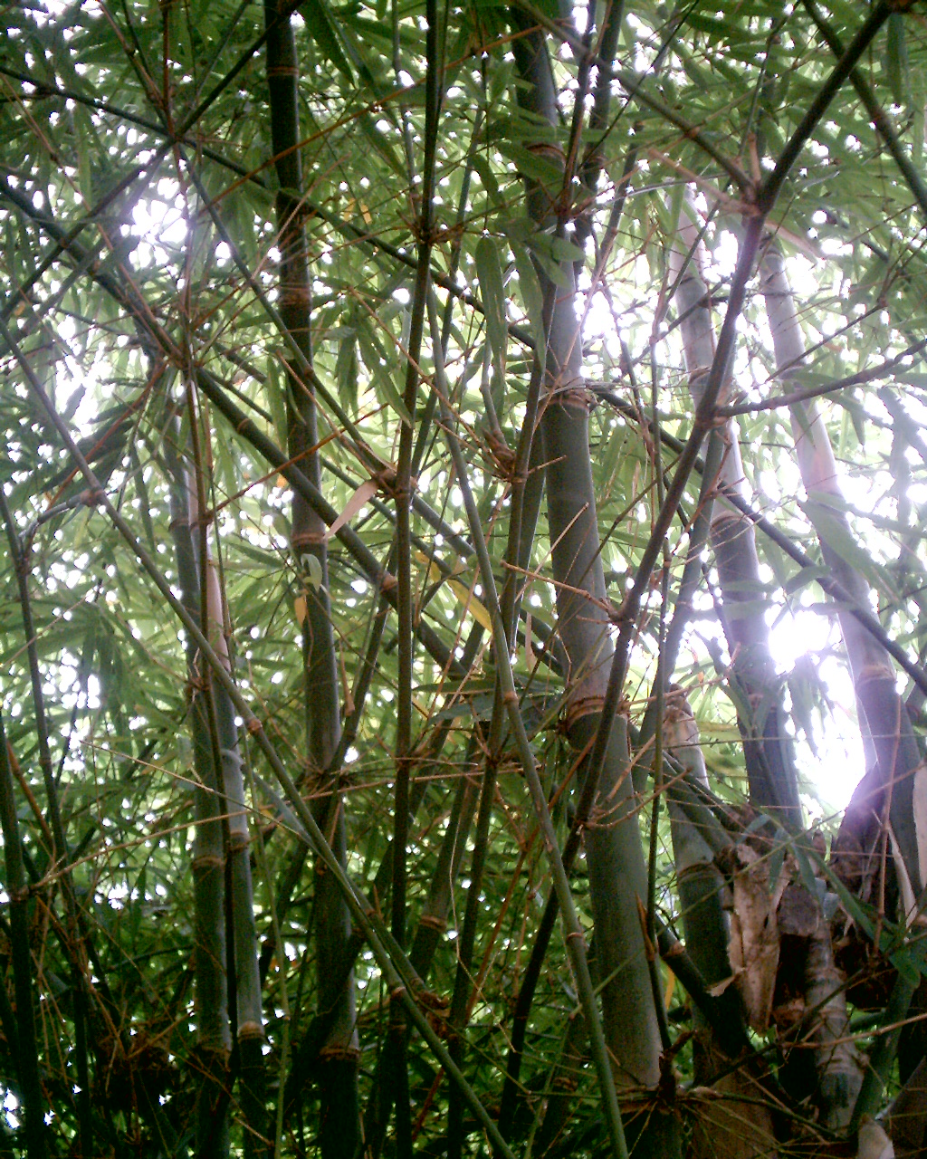 Boonthammee Bamboo Garden (BBG) — สวนไผ่บุญธรรมมี: Bamboos — Common ...