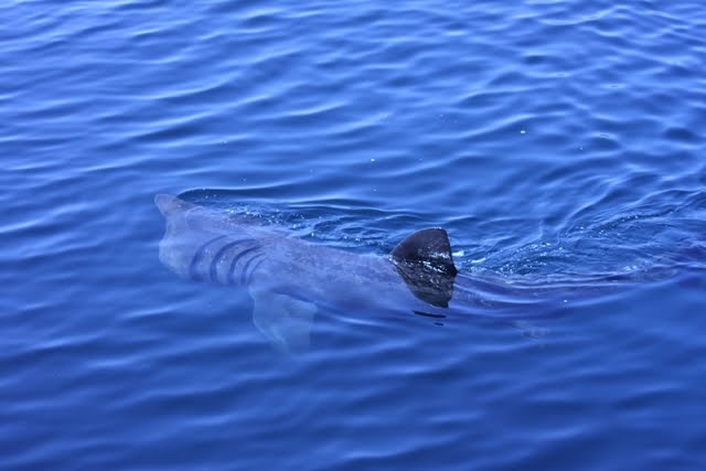 Animals of the world: Basking Shark