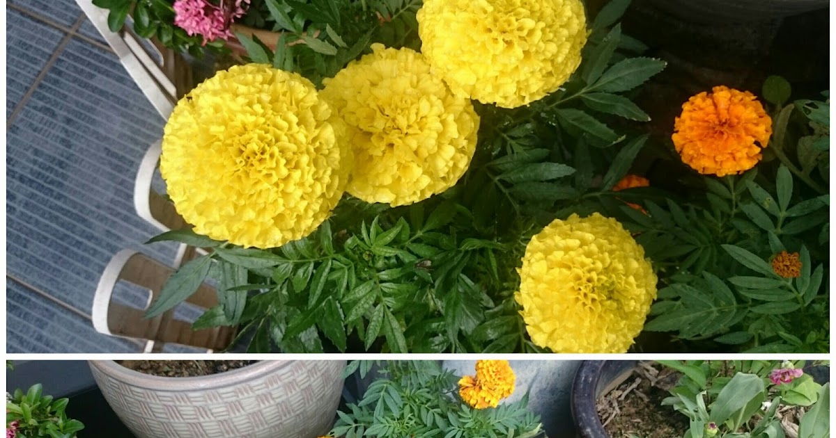 Terbaru 31+ Taman Bunga Mini