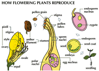 The world of plants and flowers: Pollination