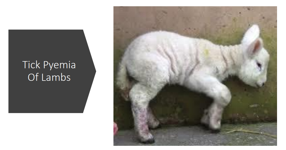 Tick Pyemia of Lambs