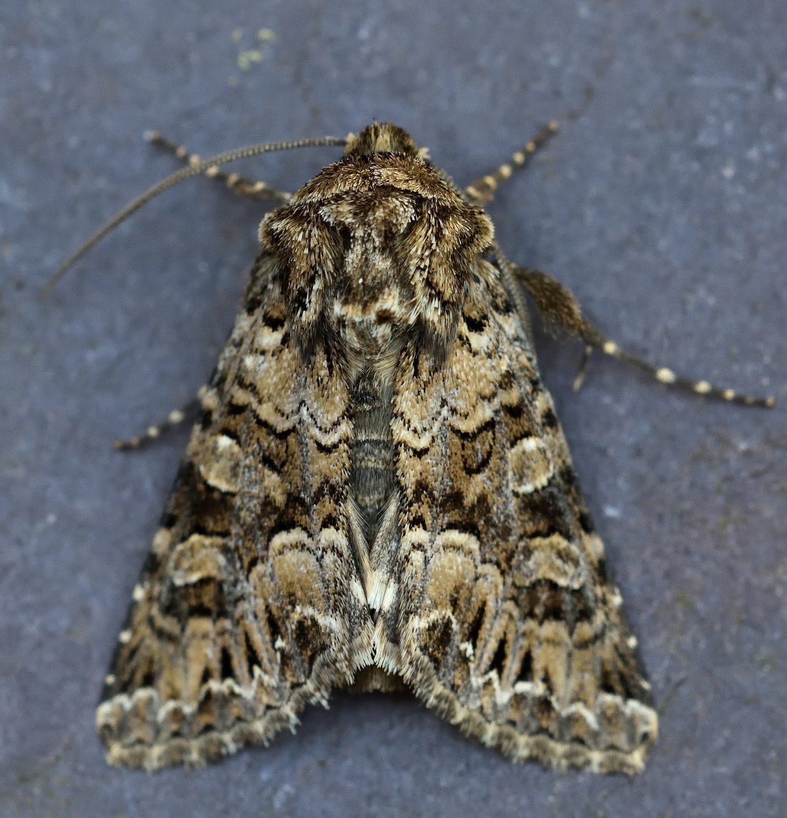 Carmarthenshire Moth and Butterfly Group: Tawny Shears in Burry Port
