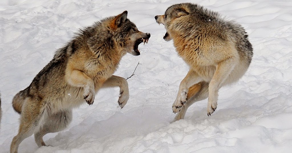 Bonam uoluntatem: cultura clásica, humanismo y educación: El combate de ...