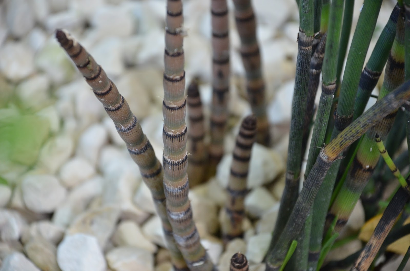 THE GIANT HORSETAIL - Equisetum giganteum |The Garden of Eaden