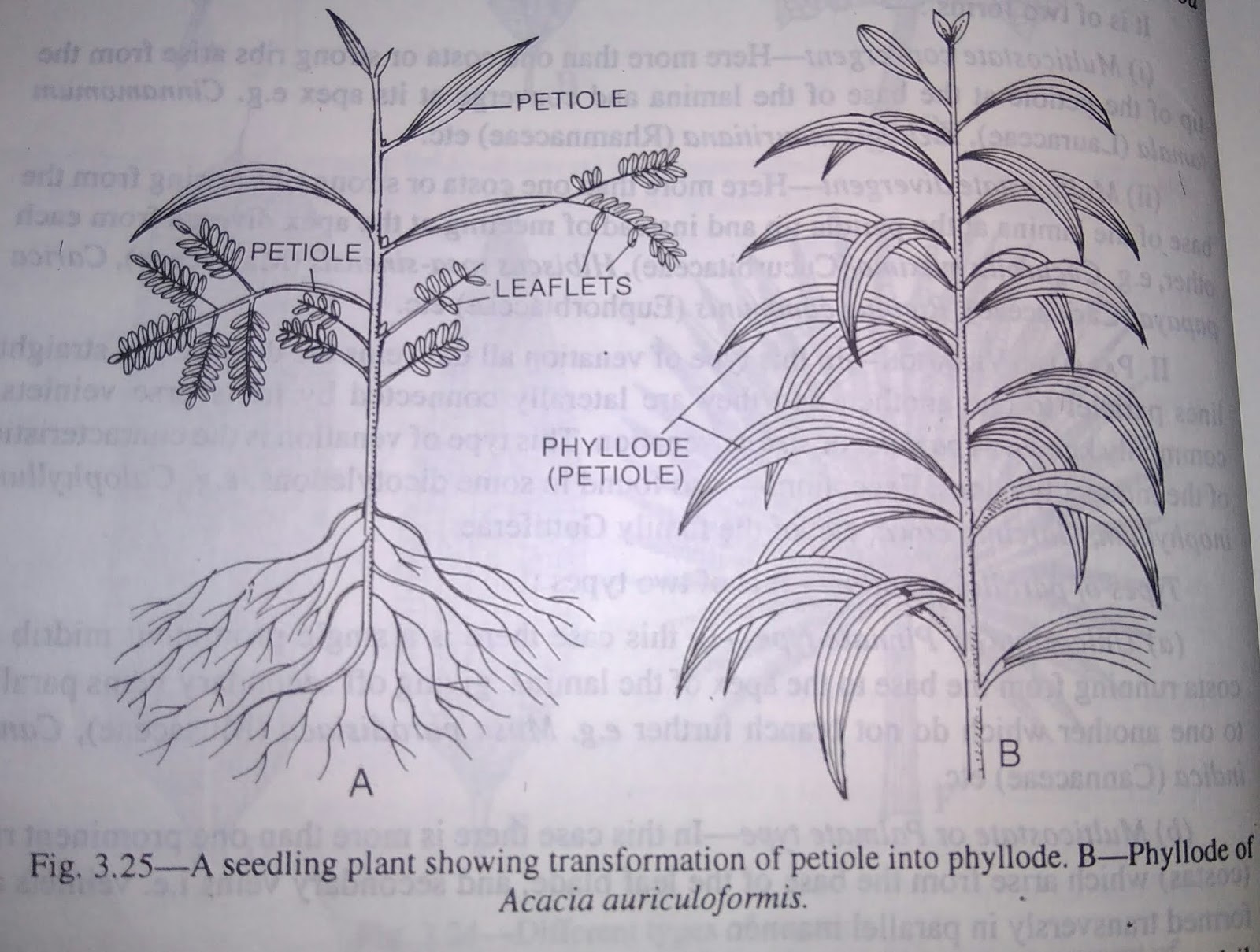 Leaf:modification of leaf with special reference to Insectivorous ...