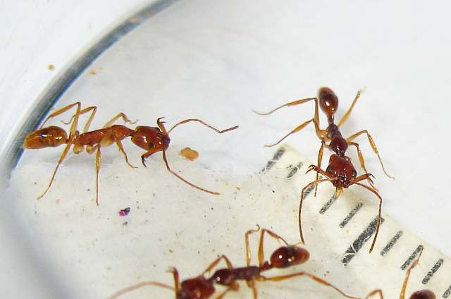 Photos and Info on Ants and Termites of Malaysia: Anochetus