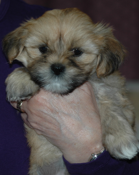 Lhasa Apso Blog: May 2020