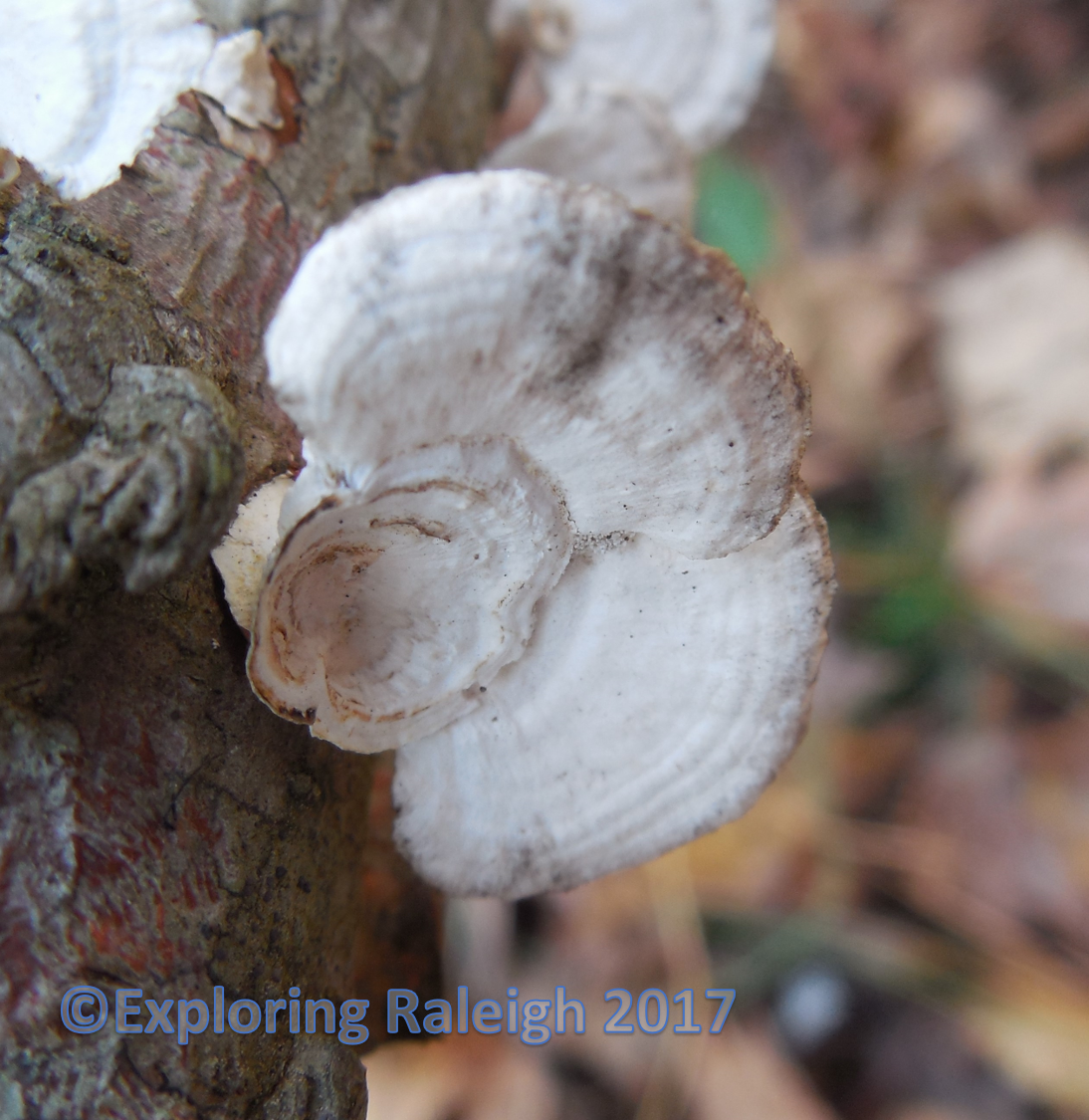 Raleigh Daily Photo: Shell fungus