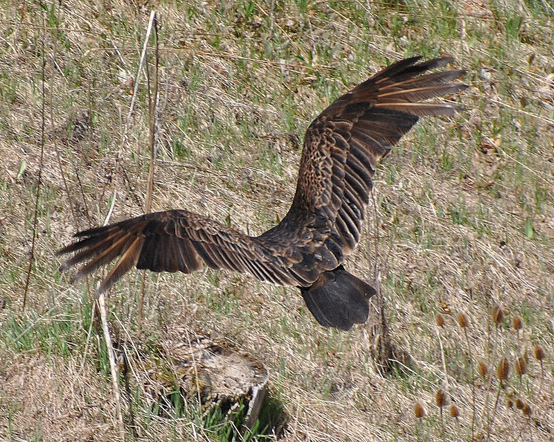 BARRY the BIRDER: Headless vulture