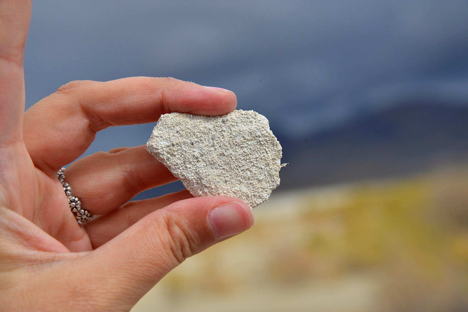 A school of fish: Oolitic Sand Field Trip