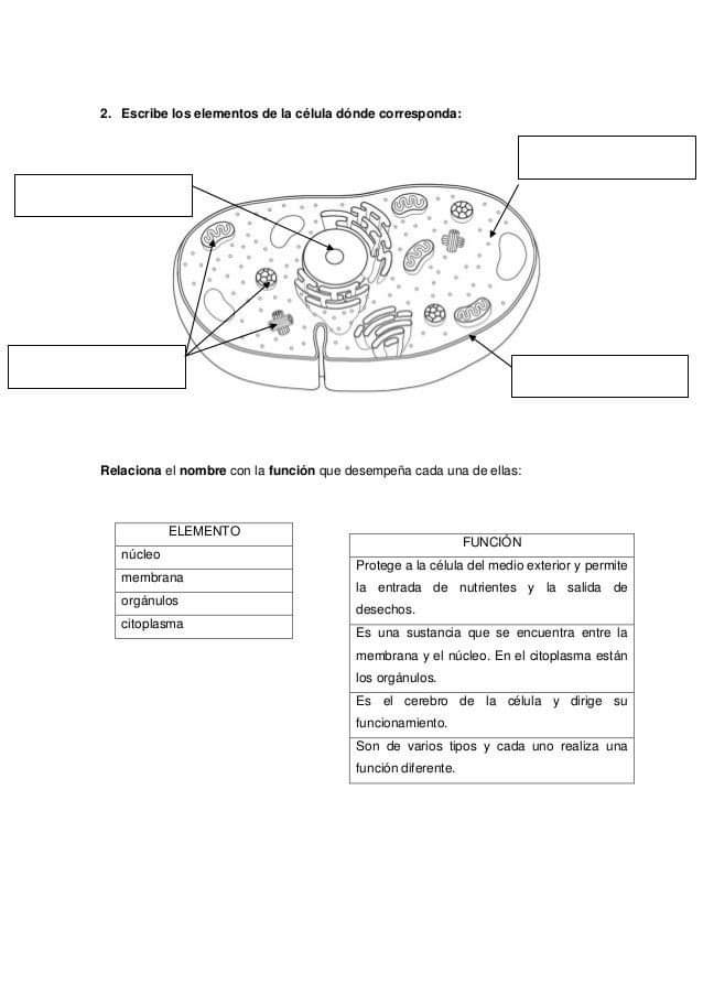 "Seres vivos.... la vida y más": Material para el tema de célula...