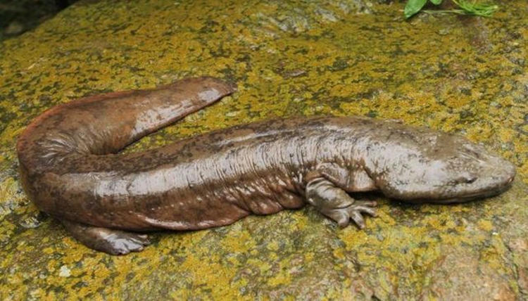 10 Contoh Hewan Amphibi Beserta Gambar Dan Penjelasannya - SemuaContoh
