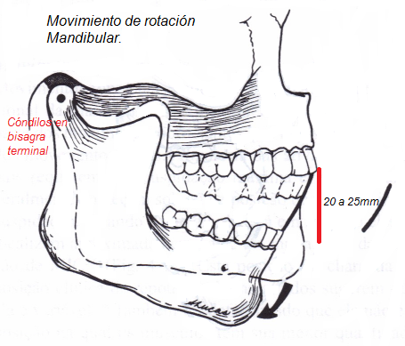 Biomecánica del Movimiento Mandibular | Facultad de Estomatologia
