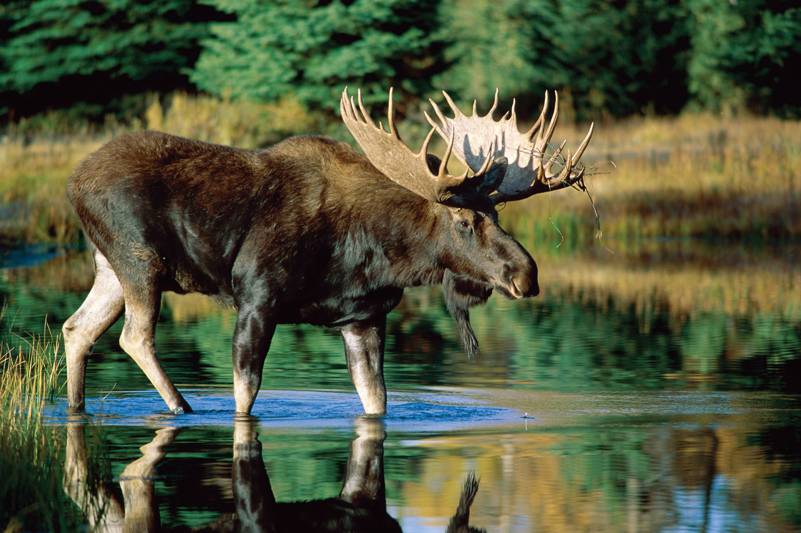The Jungle Store: Water Makes A Moose Happy