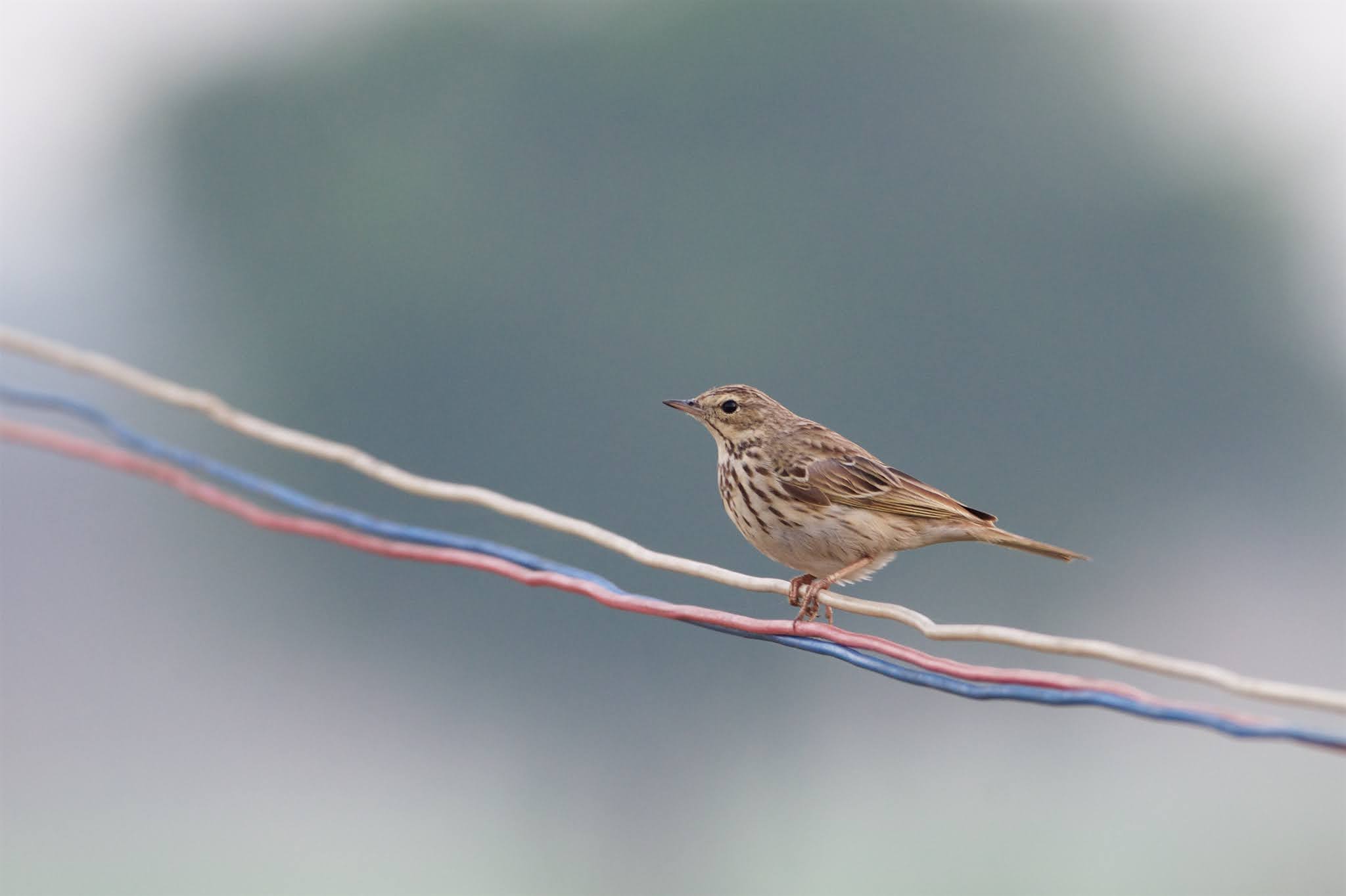 Shahi Talab, Sanjeevini Nagar, Jabalpur