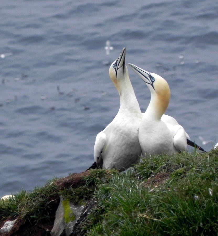 Birding Is Fun!: It's All About the Gannets at Cape St. Mary's