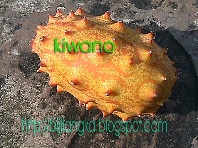 Melon Kiwano ( Timun Landak, Timun Berduri ) - Info Tanaman