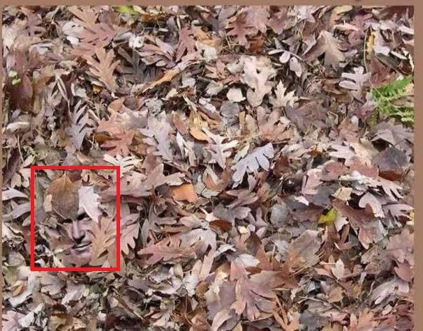 Find the hidden face, ( छुपे हुए चेहरे को ढूंढें) - PUZZLE WORLD