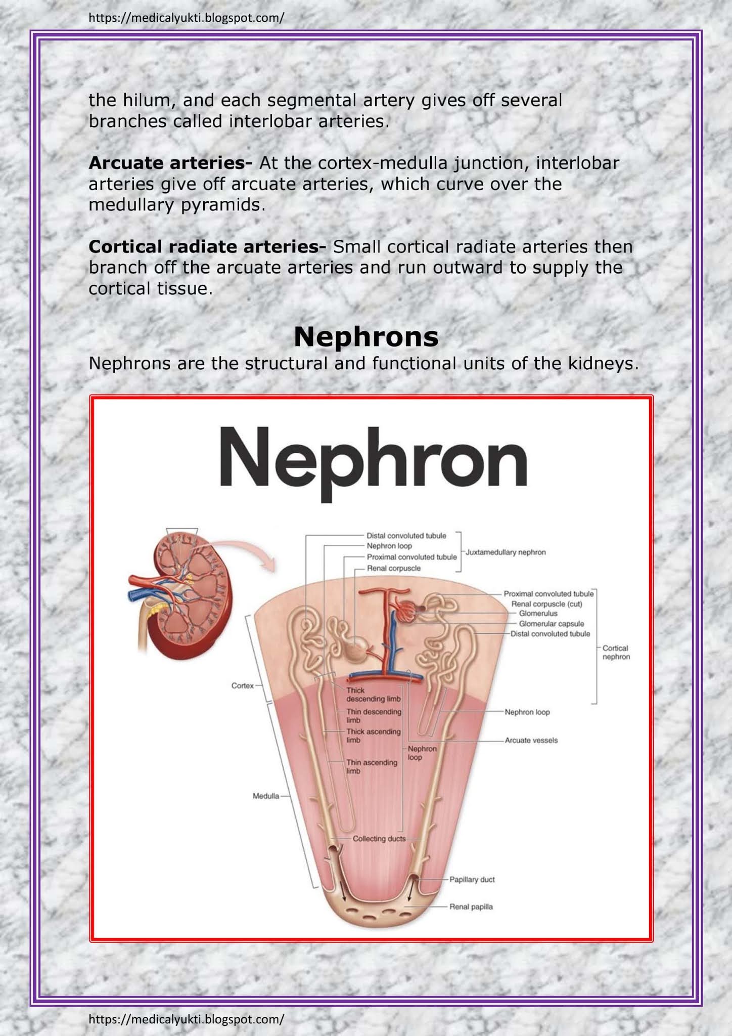 Urinary System Anatomy Physiology - Medical Yukti