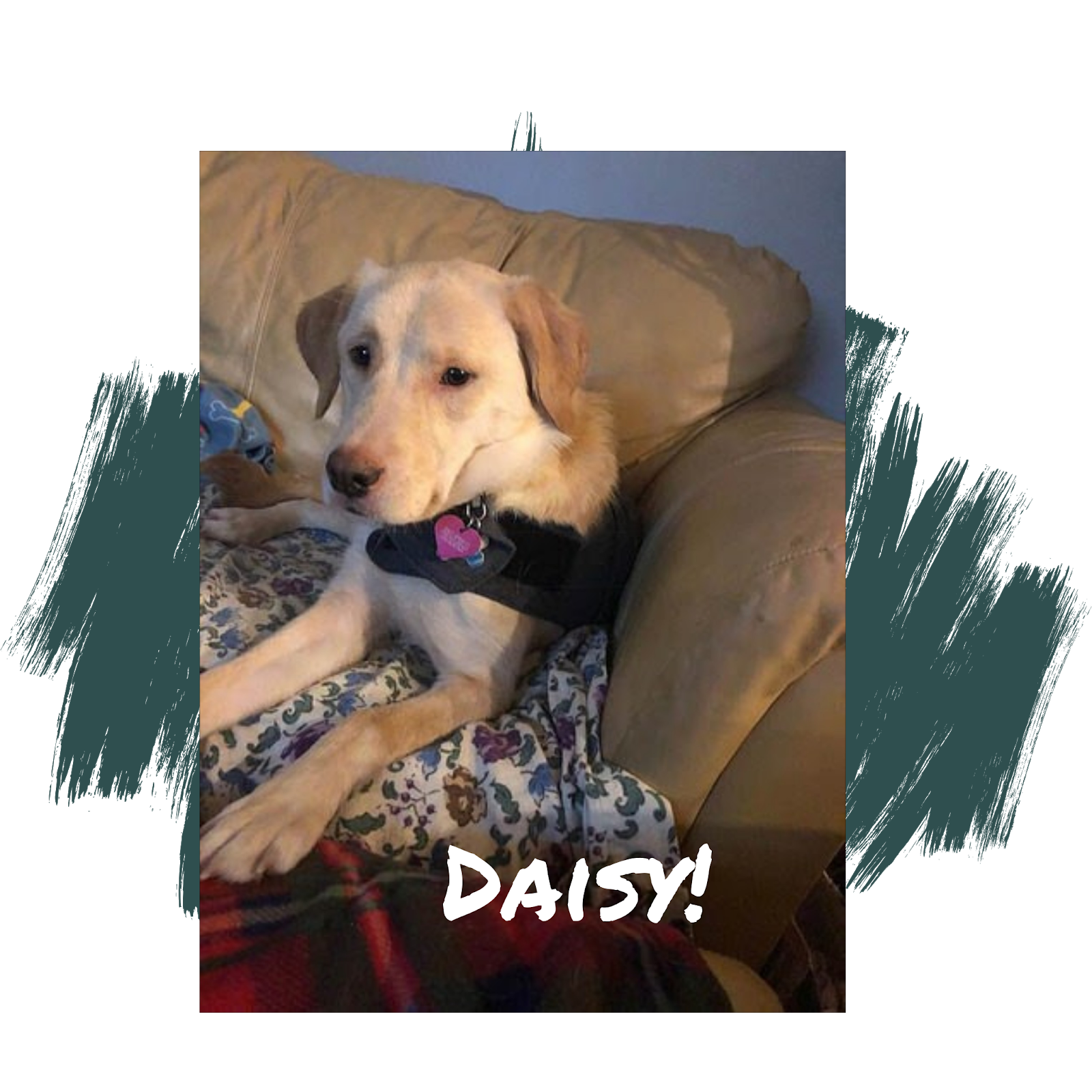 Friday's Friend! Dog Adoption, Lab Rescue of L.R.C.P., Inc. | from the ...