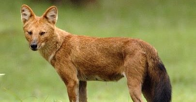 Abe's Animals: 4 locally extinct animals I wish would be brought back ...