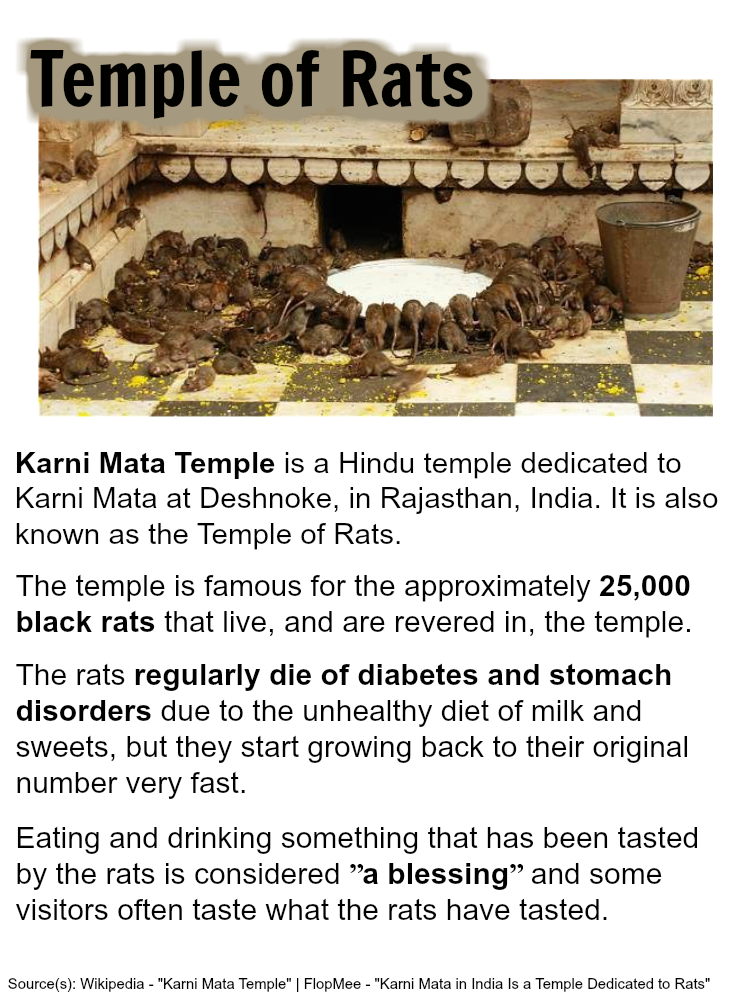 SCG Niagara: INFOGRAPHIC: Fascinating RAT Facts