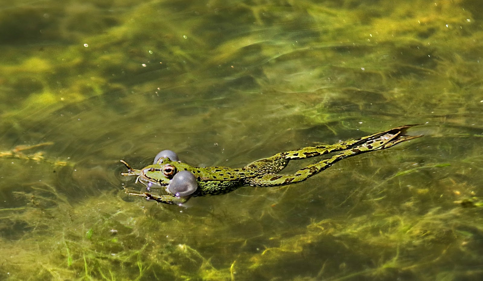 NATURA: Sana, sana, culito de rana,...
