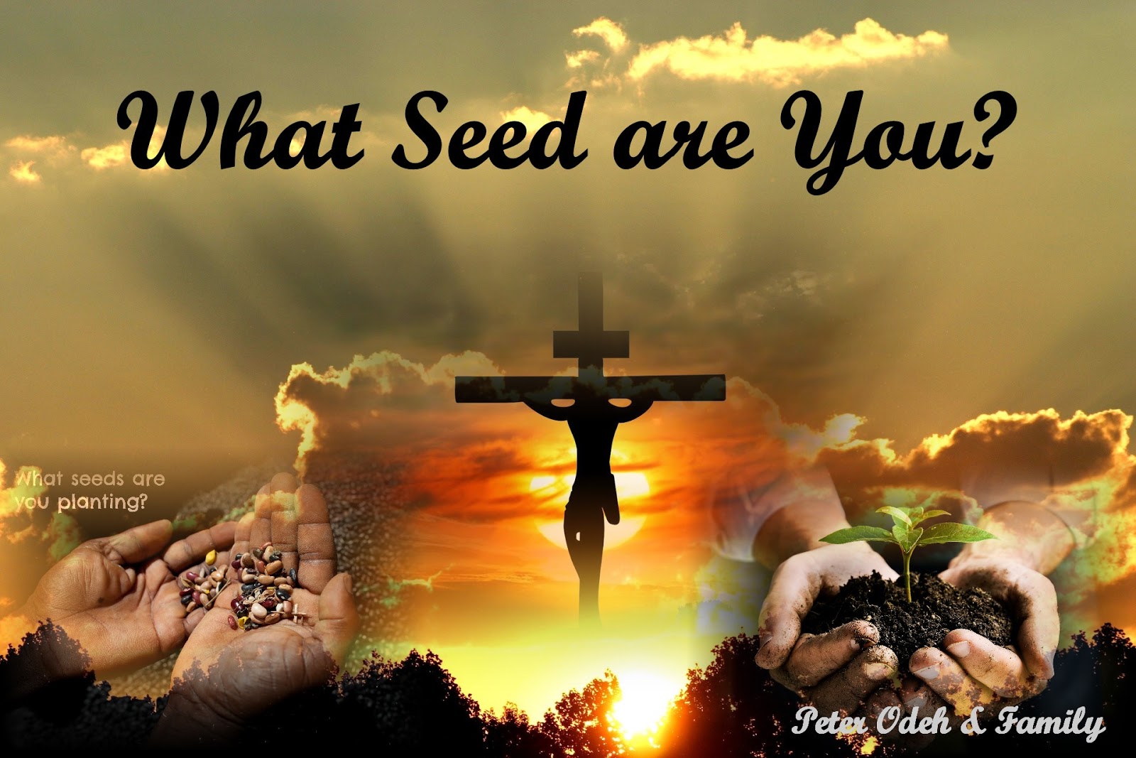 FocusInLove: what "Seed" Am I?