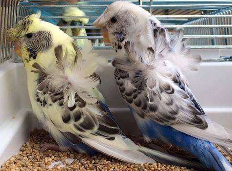Birds of Love Badji: Hagoromo Budgies