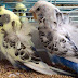Birds of Love Badji: Hagoromo Budgies