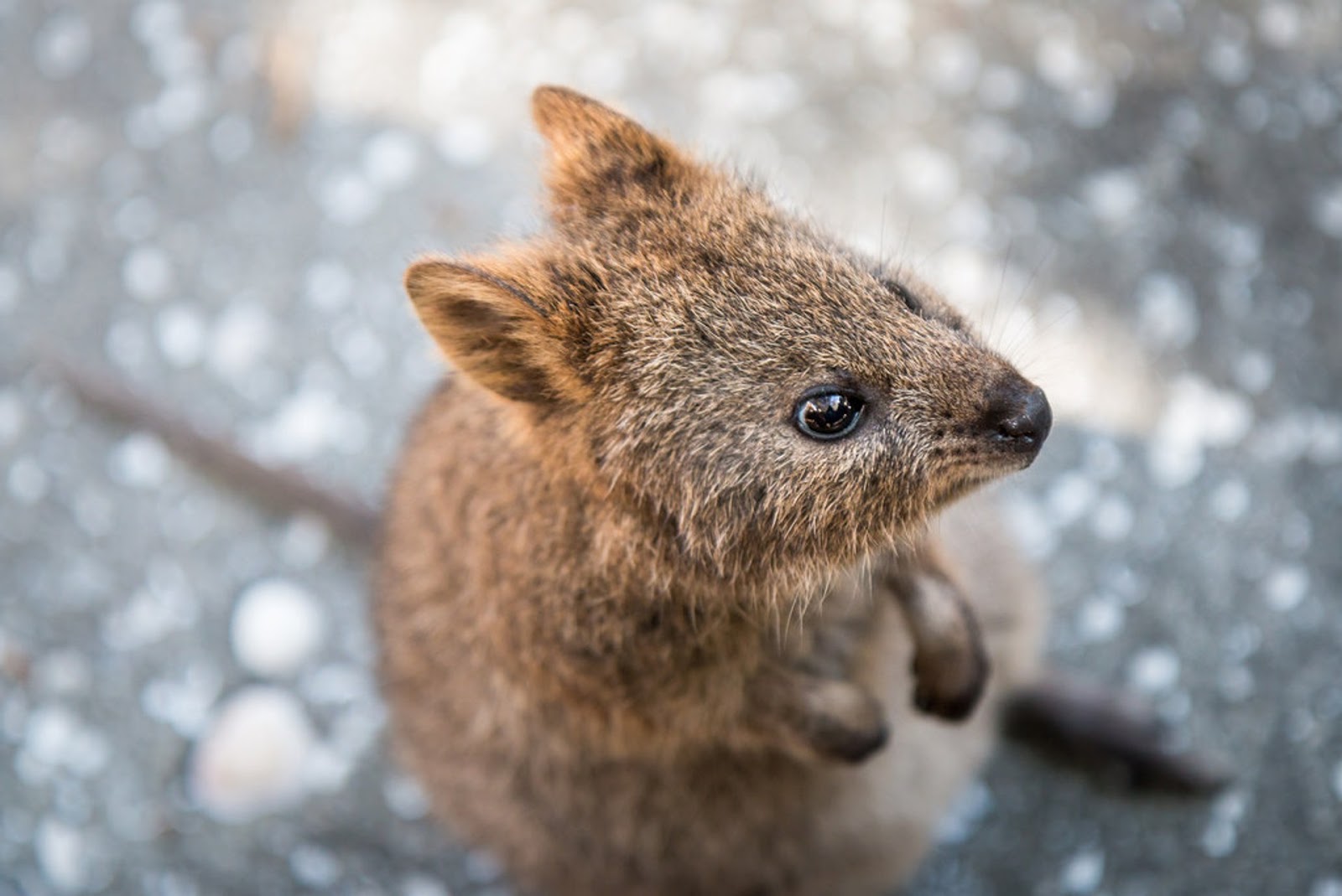 ANIMALS TIME : Quokka time (hora del quokka) Gallery 8