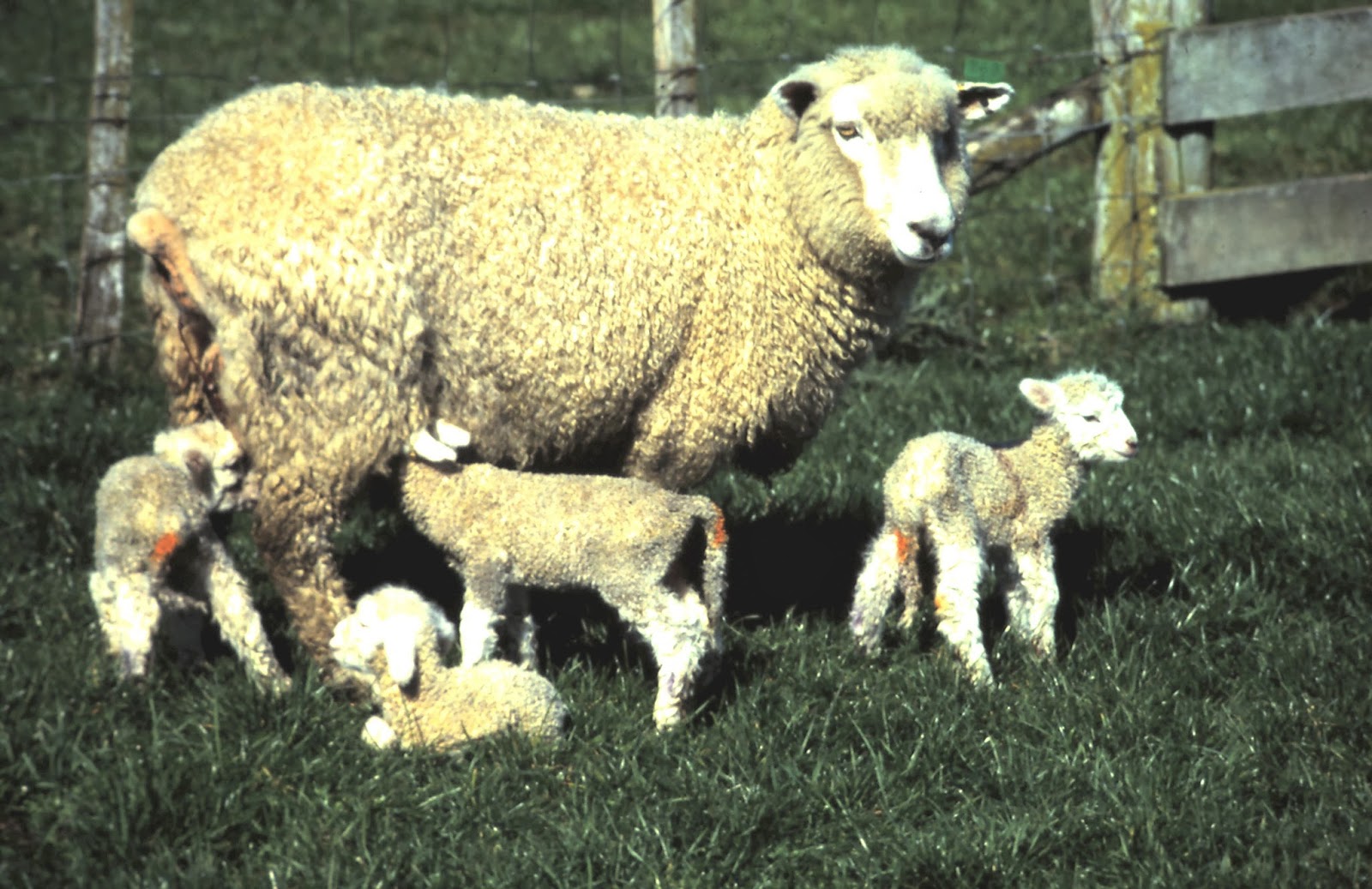 Woolshed 1: No 9. Sheep Performance Recording in New Zealand. History ...