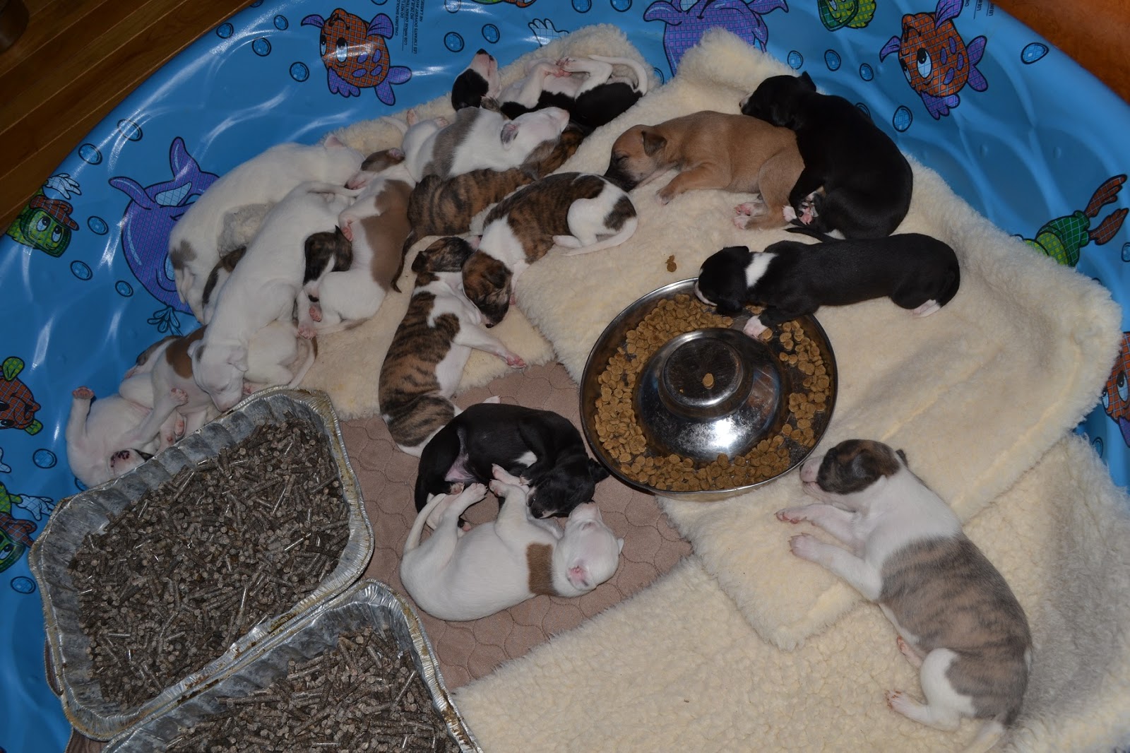 Horsetooth Whippets: Whippet Color Genetics 101