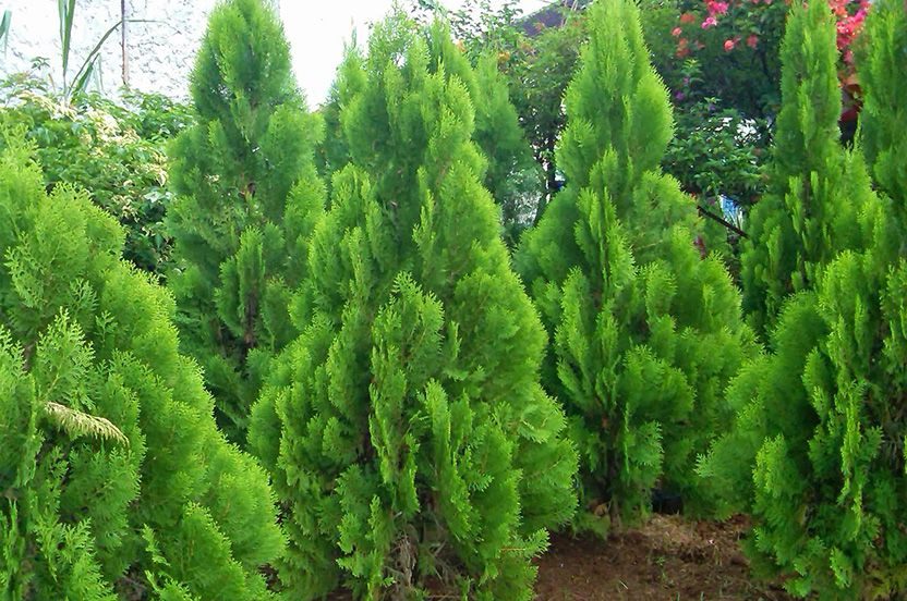 20 Jenis-Jenis Tanaman Hias Batang Lengkap Gambarnya - TUKANG TAMAN ...