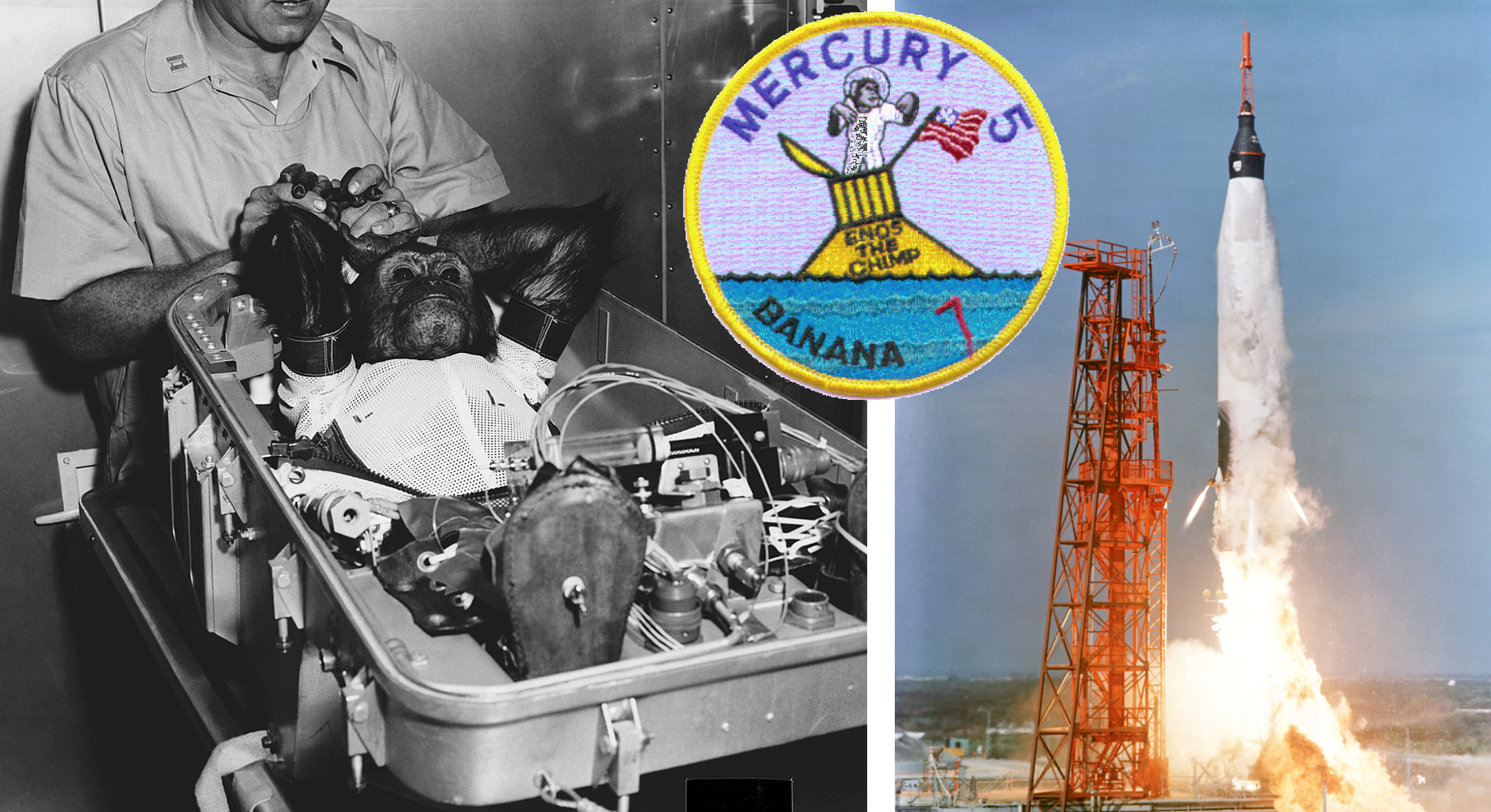 Enos the Astrochimp and Enos the Cartoon Character - Astronomical Returns