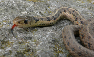 Ohio Birds and Biodiversity: Gartersnake