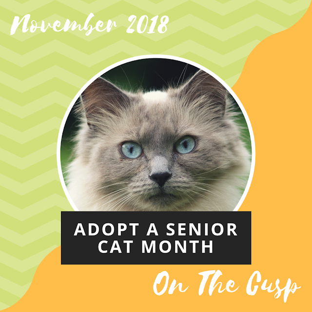 November Is Adopt a Senior Cat Month!