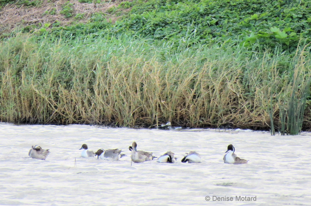 NORTHERN PINTAIL