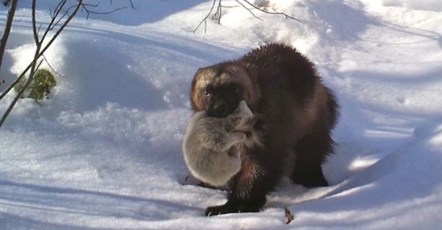 White Wolf : Wild Wolverine Mom Filmed Caring For Babies For The First Time