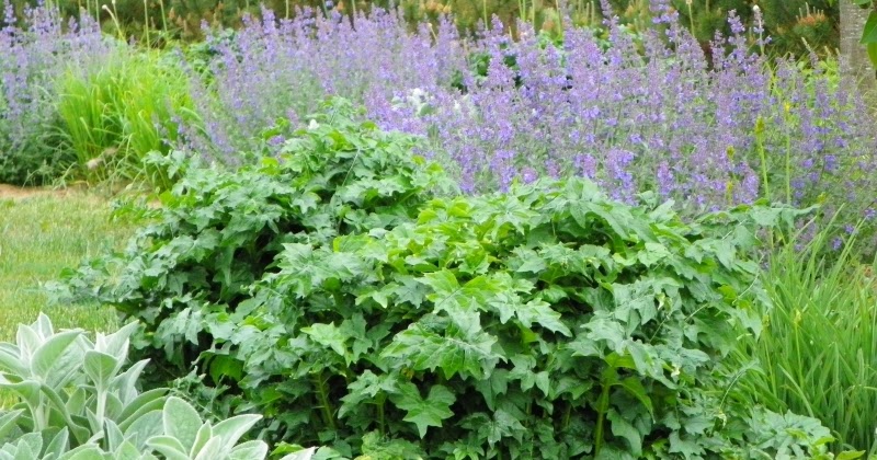 sodelis.lt: Derinys saulėtam gėlynui: akantai, katžolės, vilnotosios ...